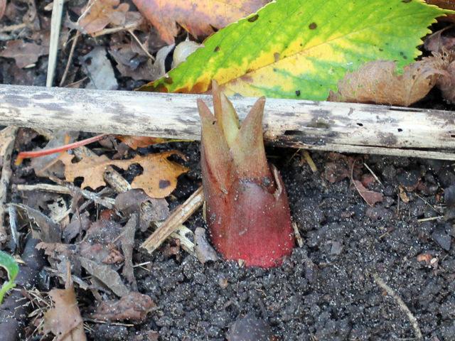 Photo of the closeup of buds, sepals and receptacles of Myoga Ginger ...