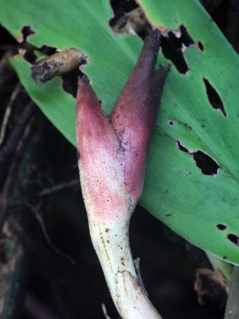Photo of the closeup of buds, sepals and receptacles of Myoga Ginger ...