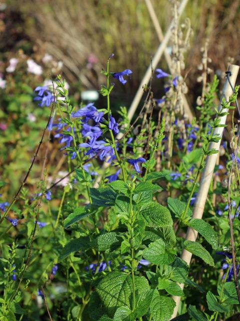 Photo of the bloom of Blue Anise Sage (Salvia coerulea 'Blue Enigma ...