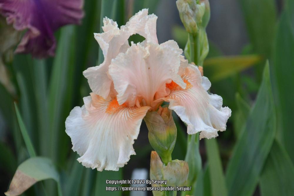 Photo of the bloom of Tall Bearded Iris (Iris 'Tropical Passion ...