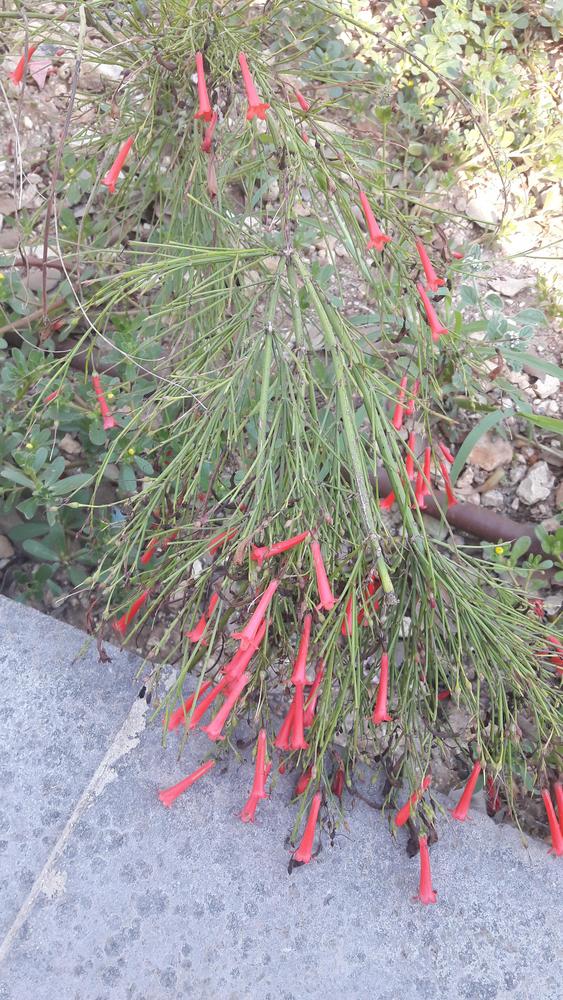 Photo of the entire plant of Firecracker Plant (Russelia equisetiformis ...