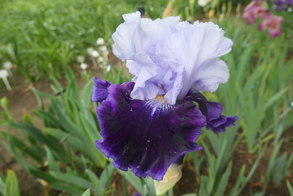 Photo of the bloom of Tall Bearded Iris (Iris 'High Class') posted by ...