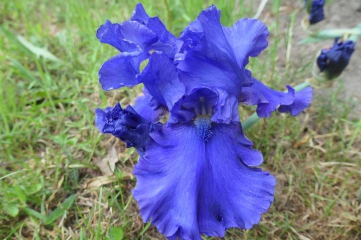 Photo of the bloom of Tall Bearded Iris (Iris 'Java Bleue') posted by ...
