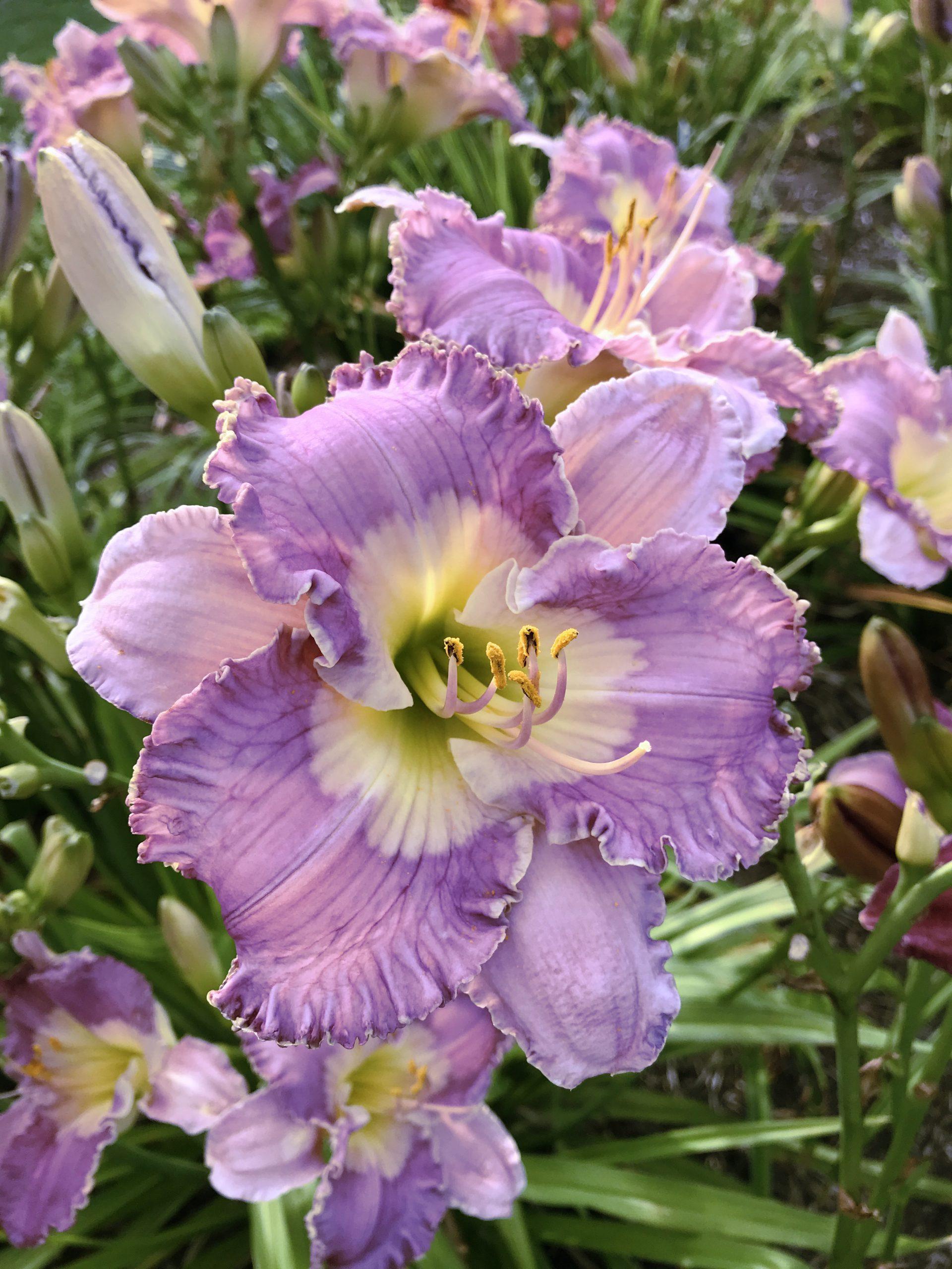 Photo of the bloom of Daylily (Hemerocallis 'Ethereal Sky Color ...