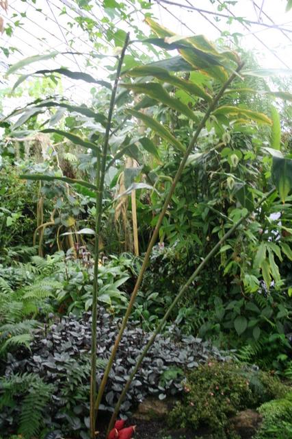 Photo of the entire plant of Red Frogs Ginger (Zingiber newmanii ...