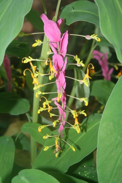 Photo of the bloom of Dancing Ladies Ginger (Globba winitii) posted by ...