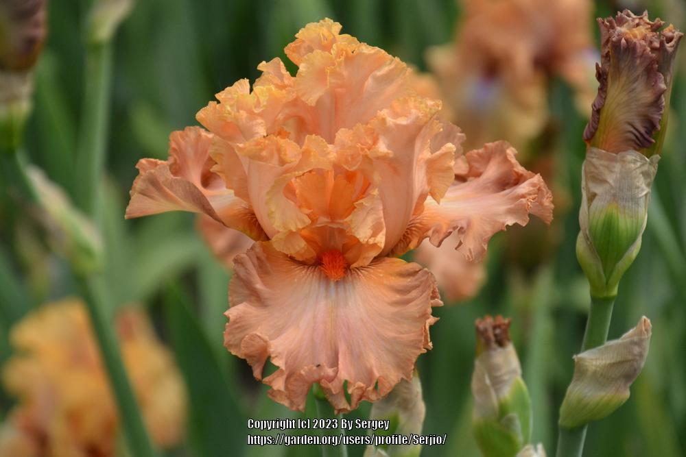Photo of the bloom of Tall Bearded Iris (Iris 'Totally Tropical ...