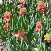 Tall Bearded Iris (Iris 'Totally Tropical') in the Irises Database ...