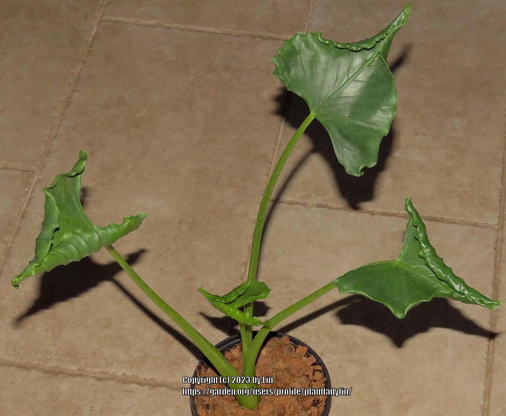 Elephant's Ear (Alocasia 'Triangularis') in the Elephant Ears (Alocasia ...