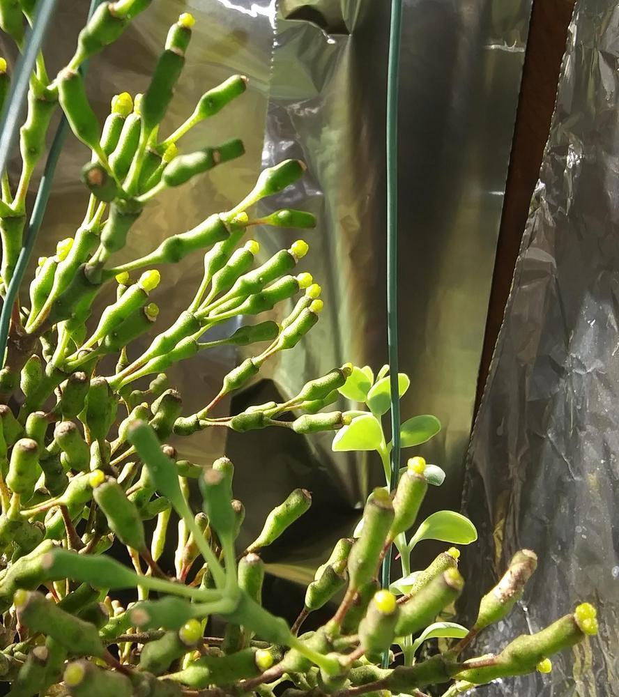 Photo of the closeup of buds, sepals and receptacles of Dancing Bones ...