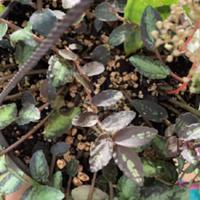 Photo of the emerging growth of Rainbow Vine (Procris repens) posted by ...