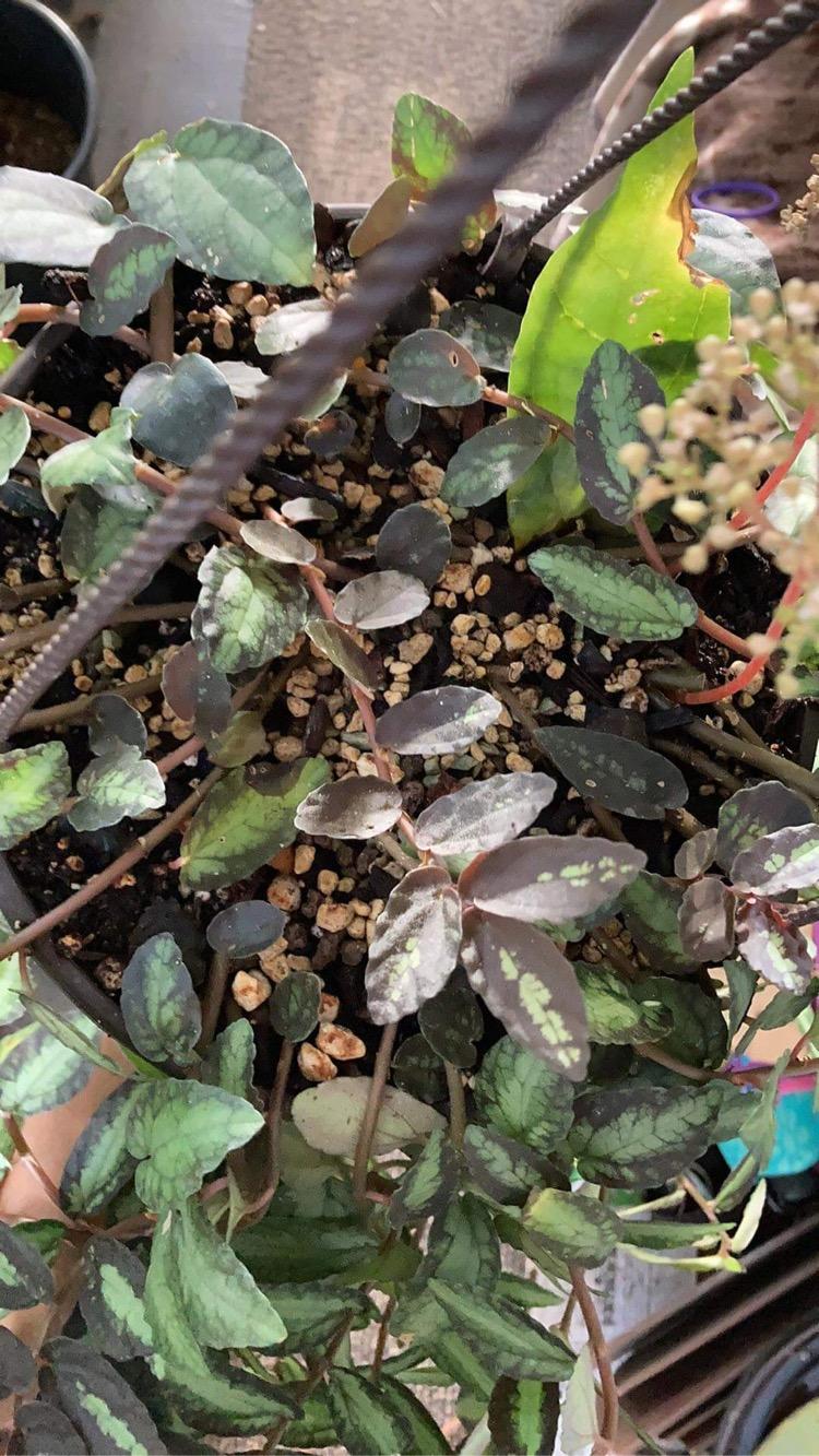 Photo of the emerging growth of Rainbow Vine (Procris repens) posted by ...