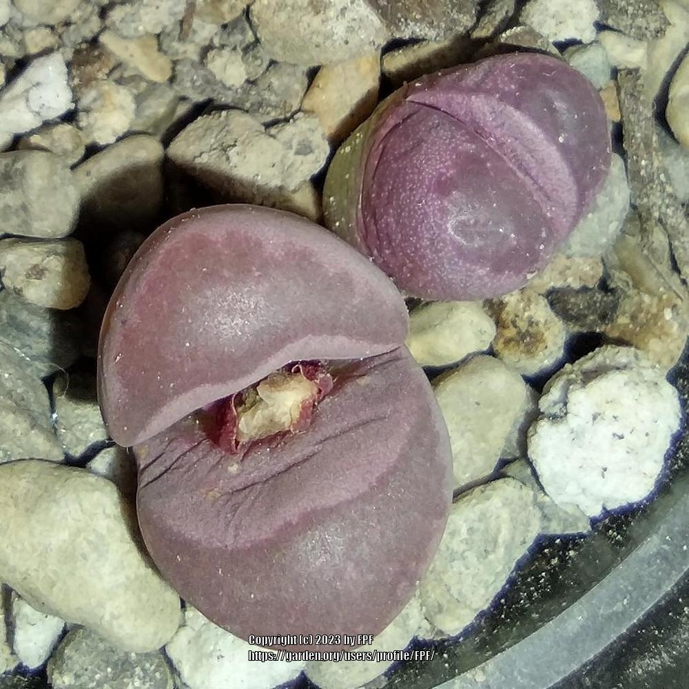 Photo of the entire plant of Living Stones (Lithops optica 'Rubra ...