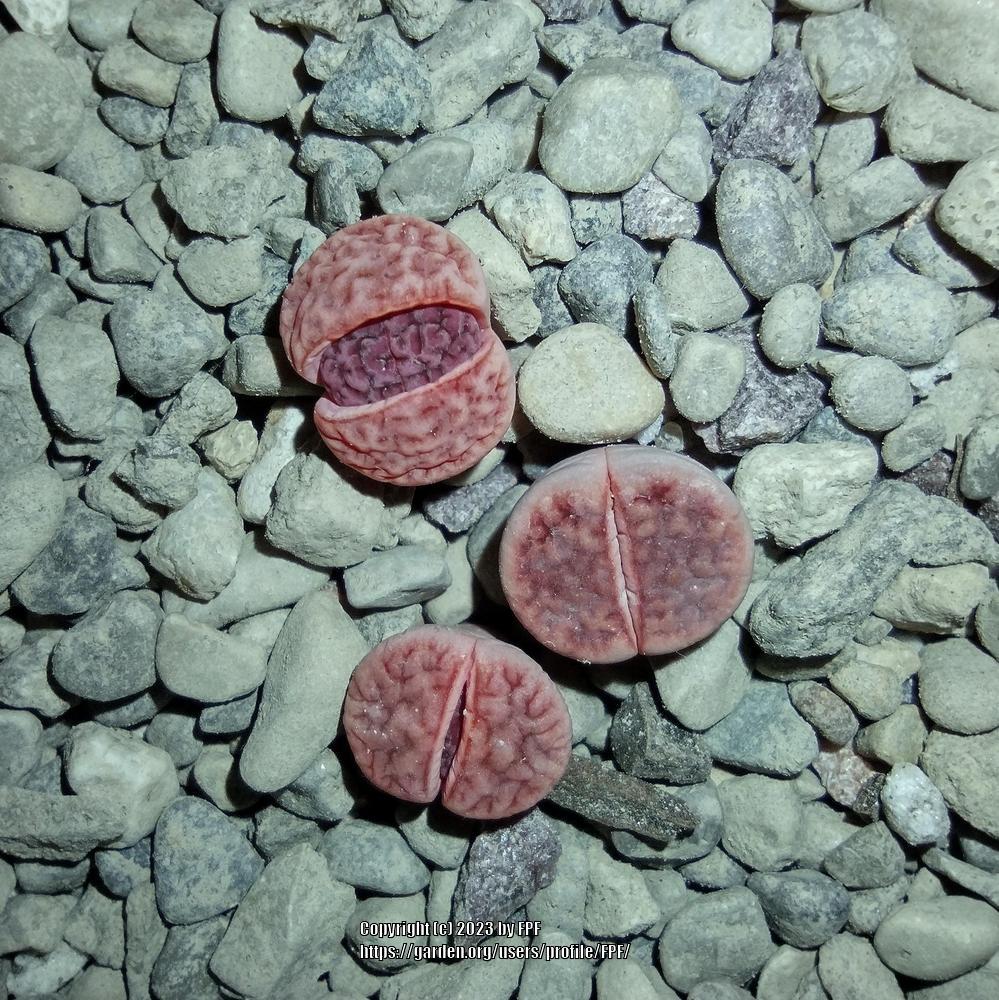 Photo of the entire plant of Living stones (Lithops karasmontana 'Axel ...