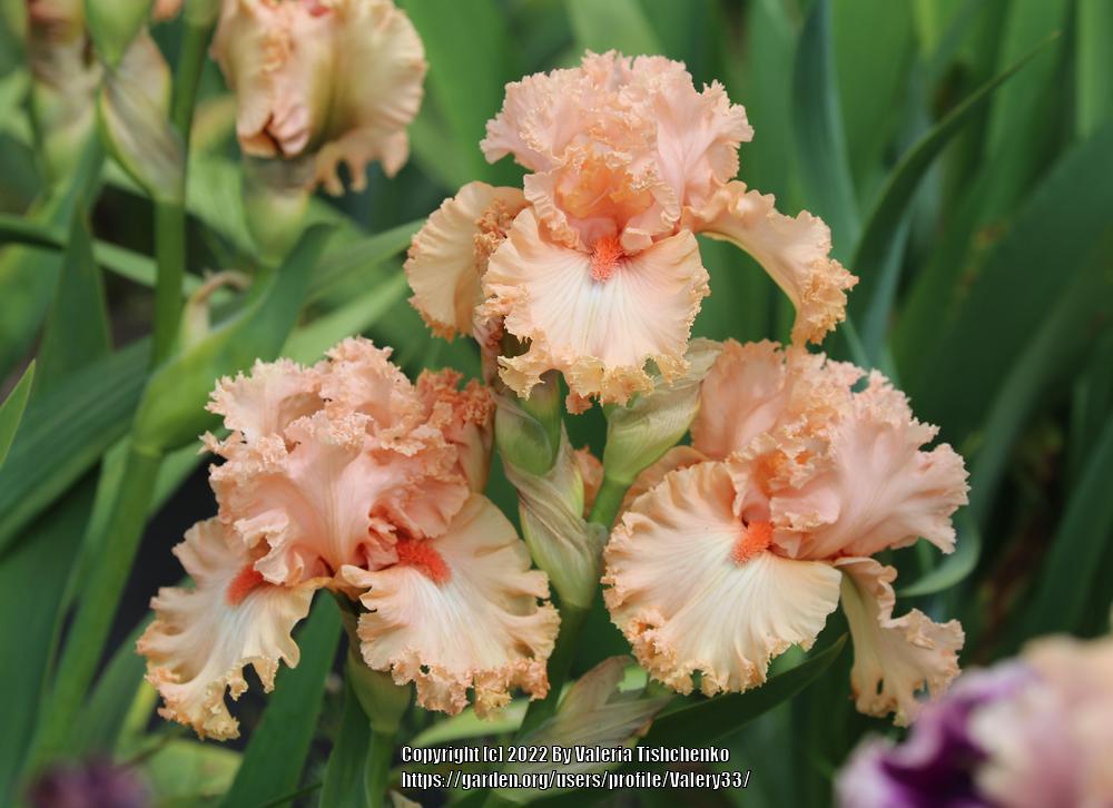 Photo of the bloom of Tall Bearded Iris (Iris 'She') posted by Valery33 ...