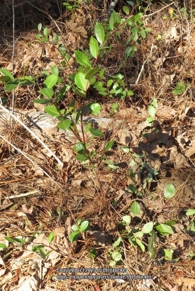 Photo of the entire plant of Fetterbush (Lyonia lucida) posted by ...