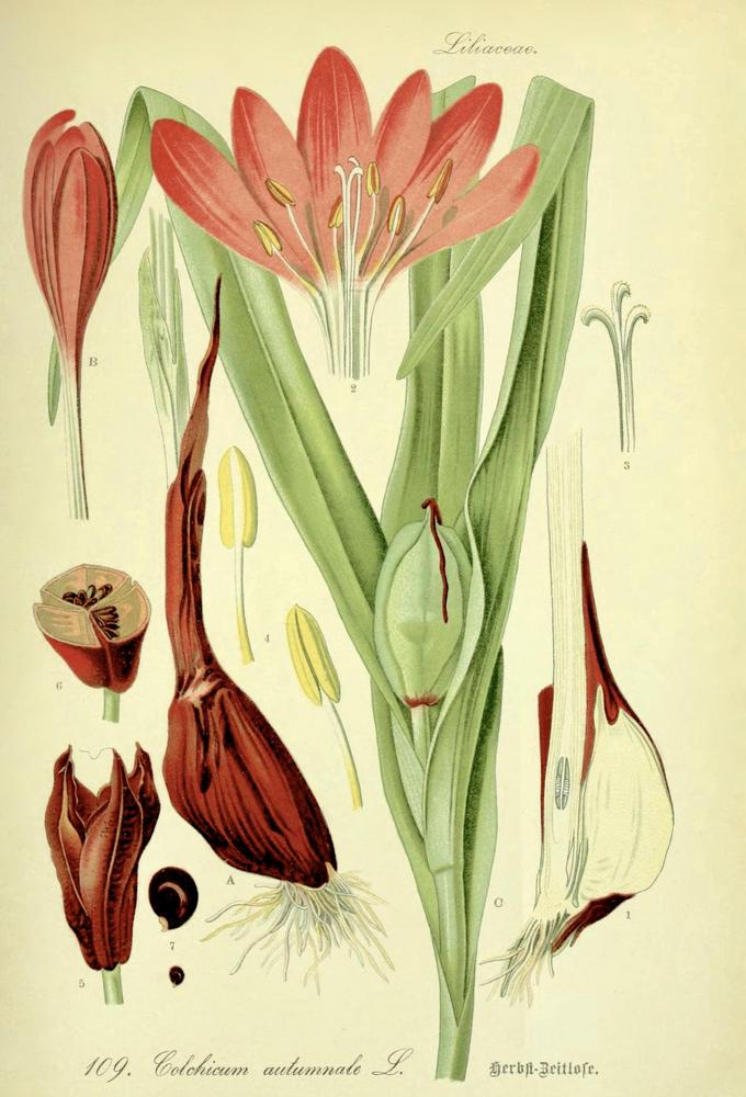 Photo of the documentation of False Autumn Crocus (Colchicum autumnale ...