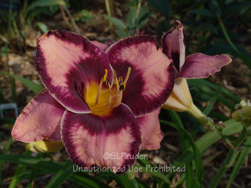 Photo of the bloom of Daylily (Hemerocallis 'Adamas') posted by ...