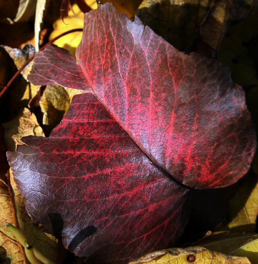 Photo of the fall color of Callery Pear (Pyrus calleryana 'Capital ...