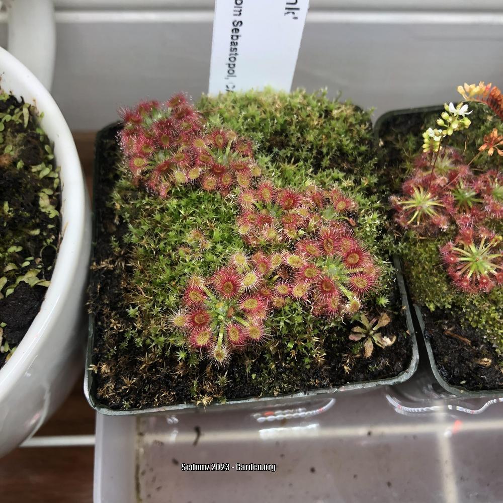 Photo of the entire plant of Pygmy Sundew (Drosera 'Dork's Pink ...