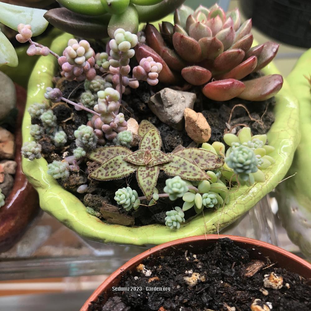 Photo of the entire plant of Tiger Jade (Crassula exilis subsp ...