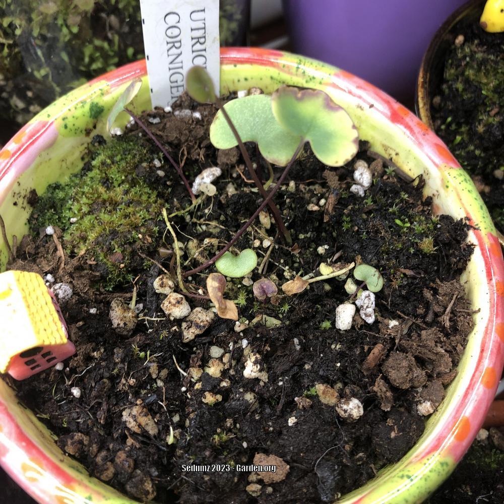 Photo of the entire plant of Utricularia x cornigera posted by sedumzz ...