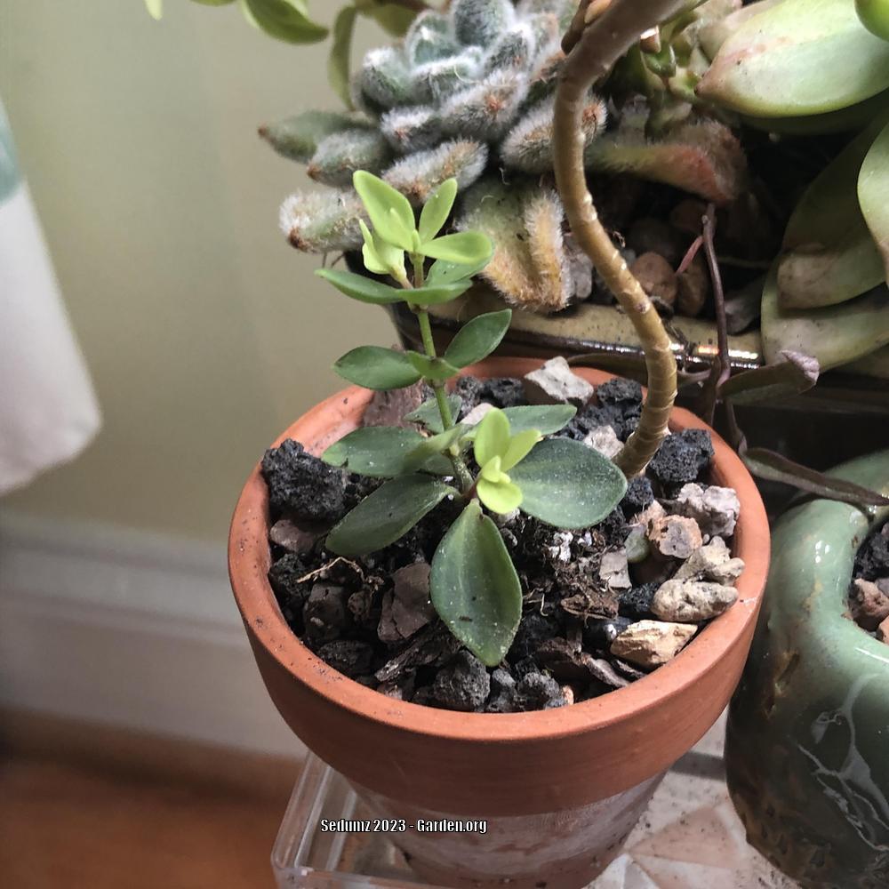 Photo of the entire plant of Acorn Peperomia (Peperomia tetraphylla ...