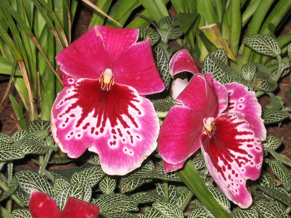 Photo of the bloom of Pansy Orchid (Miltoniopsis) posted by 2Dogsmother ...