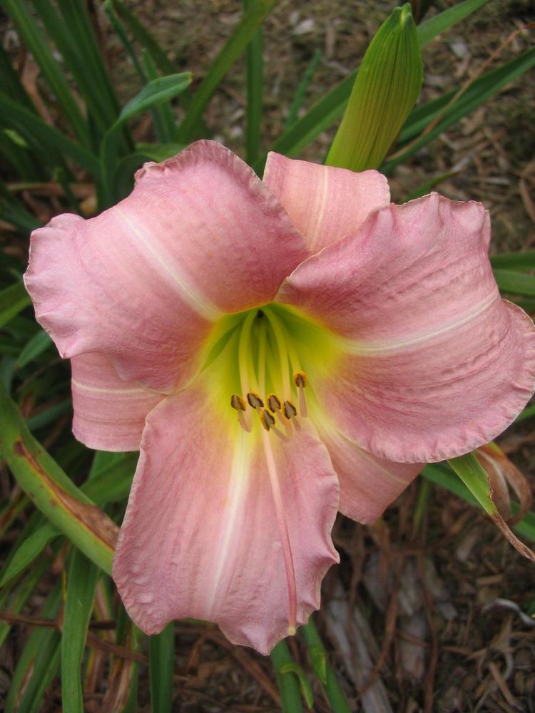 Photo of the bloom of Daylily (Hemerocallis 'Amazon Amethyst') posted ...