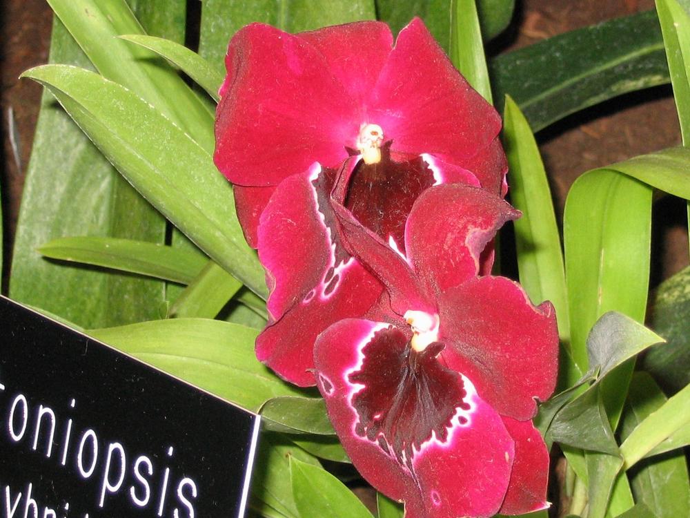 Pansy Orchid (Miltoniopsis) - Garden.org