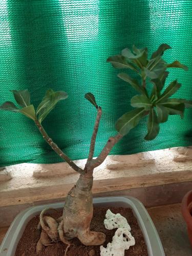 Dormancy, Activity, and Growth stages of adeniums in the Adeniums forum ...