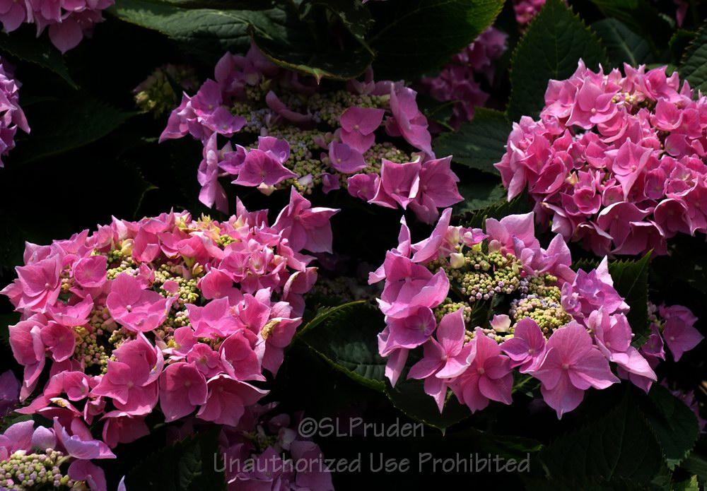 Photo of the bloom of Bigleaf Hydrangea (Hydrangea macrophylla Let's ...