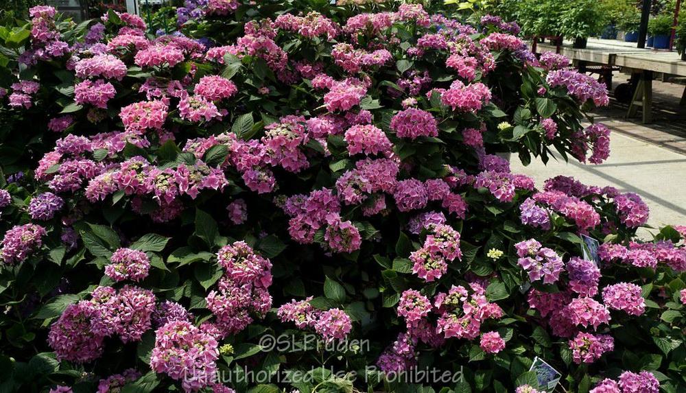 Photo of the entire plant of Bigleaf Hydrangea (Hydrangea macrophylla ...