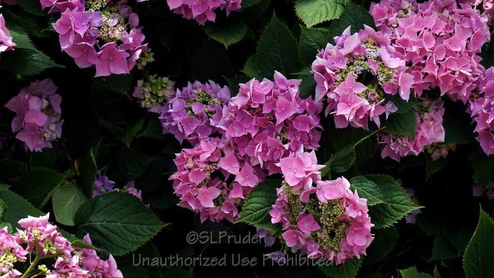 Photo of the bloom of Bigleaf Hydrangea (Hydrangea macrophylla Let's ...