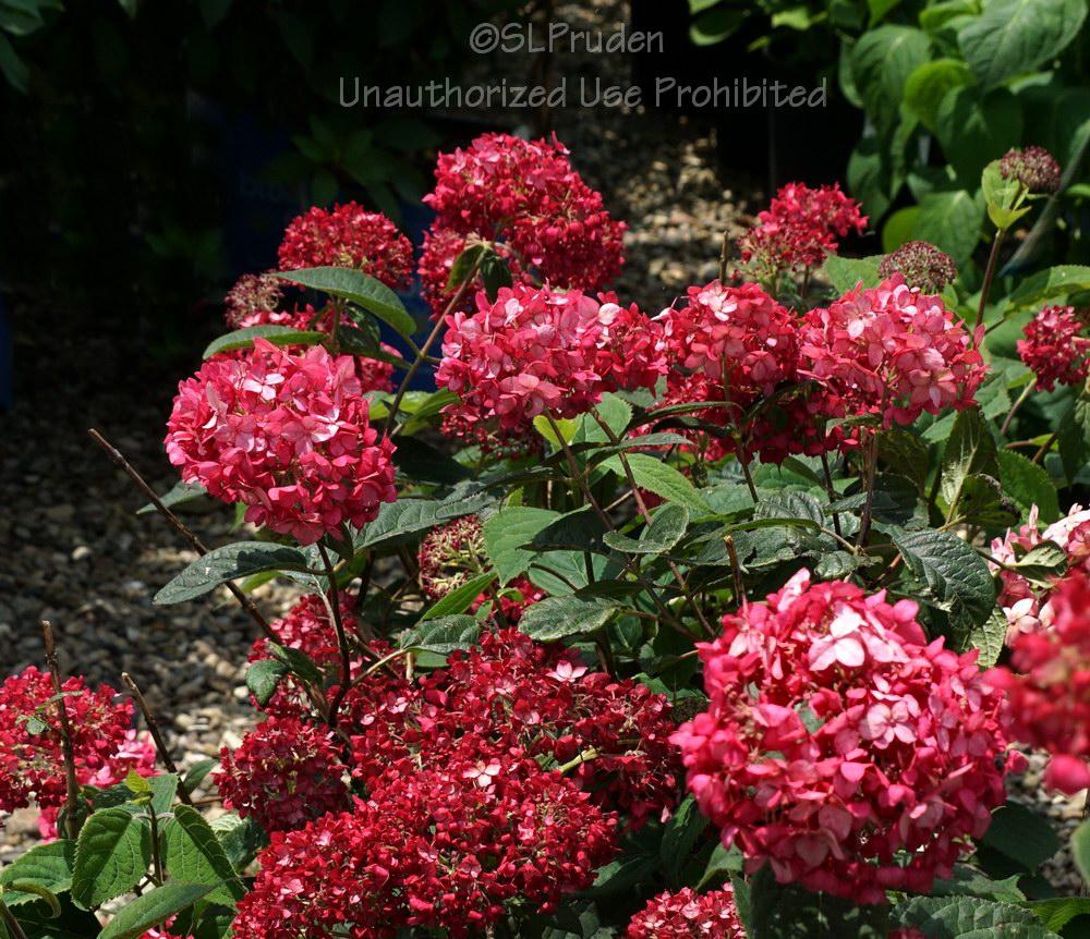 Photo of the entire plant of Smooth Hydrangea (Hydrangea arborescens ...