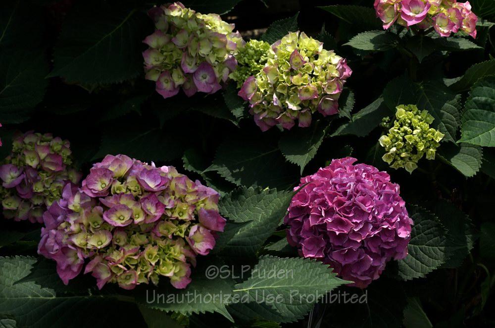 Hydrangea (Hydrangea macrophylla Cityline™ Berlin) in the Hydrangeas ...