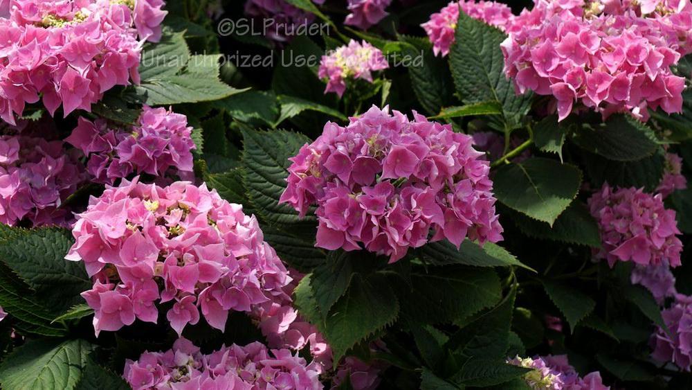 Photo of the bloom of Bigleaf Hydrangea (Hydrangea macrophylla Let's ...