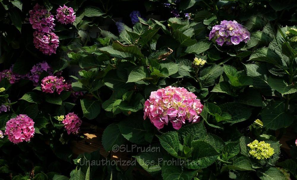 Photo of the entire plant of Hydrangea (Hydrangea macrophylla Cityline ...