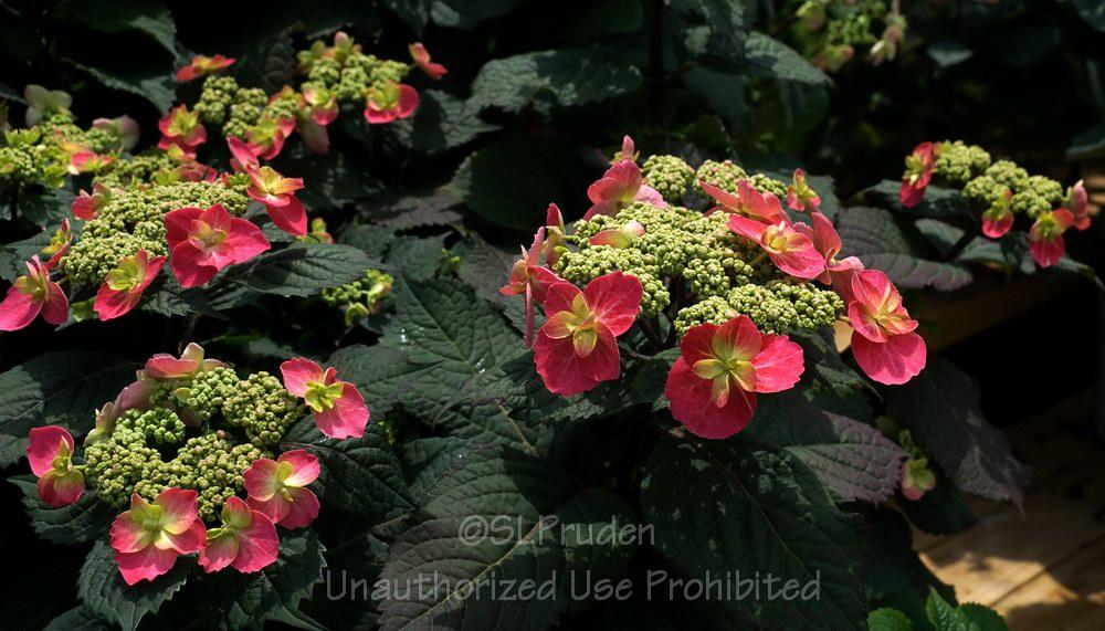 Photo of the bloom of Mountain Hydrangea (Hydrangea serrata Tuff Stuff ...