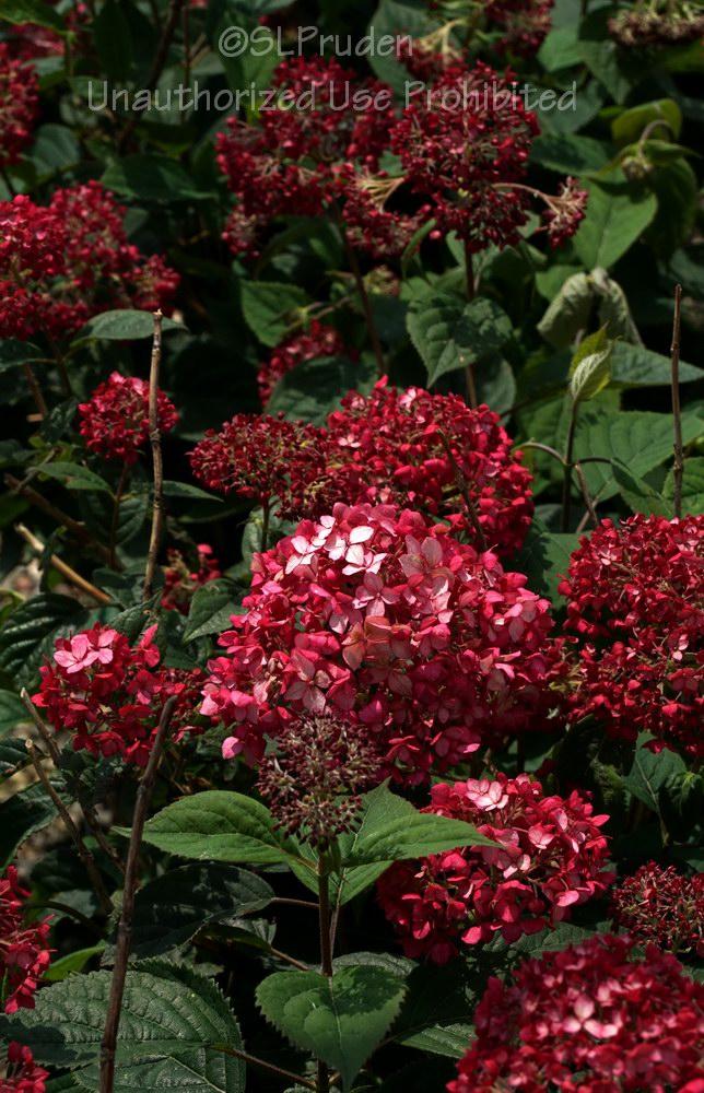 Photo of the bloom of Smooth Hydrangea (Hydrangea arborescens ...