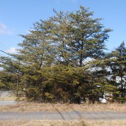 Photo of the entire plant of Scrub Pine (Pinus virginiana) posted by ...