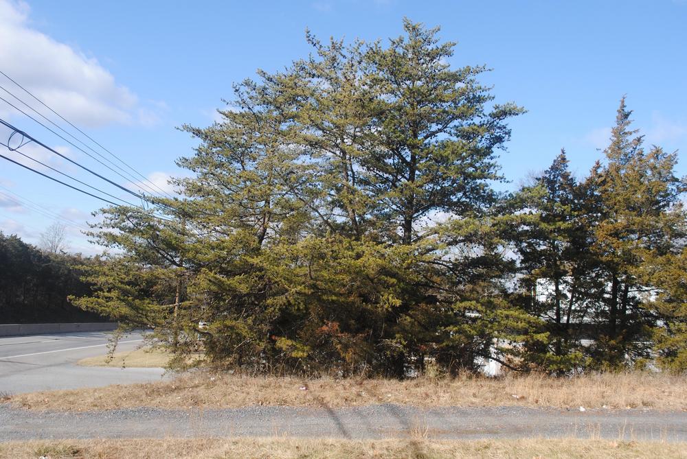 Photo of the habitat view of Scrub Pine (Pinus virginiana) posted by ...