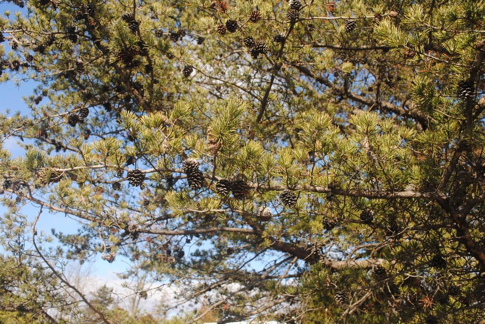 Photo of the cone of Scrub Pine (Pinus virginiana) posted by ILPARW ...