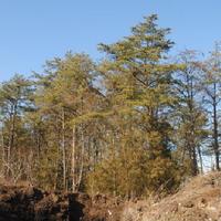 Photo of the habitat view of Scrub Pine (Pinus virginiana) posted by ...