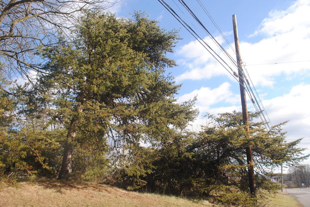 Photo of the entire plant of Scrub Pine (Pinus virginiana) posted by ...