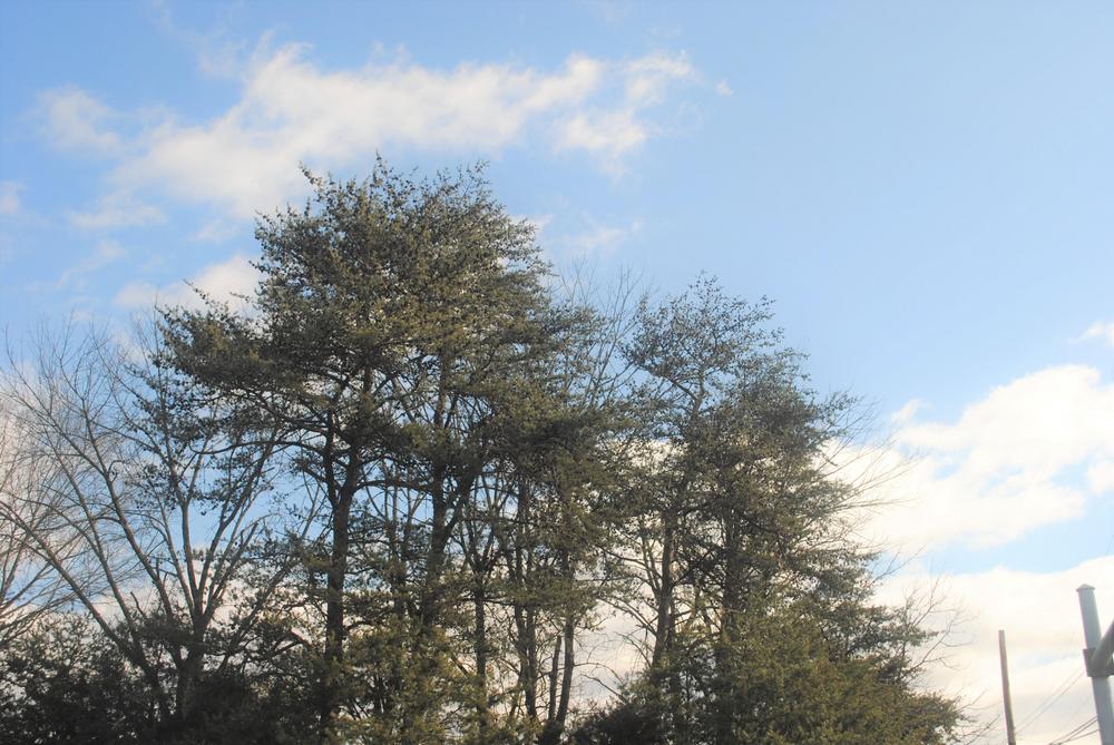 Photo of the entire plant of Scrub Pine (Pinus virginiana) posted by ...