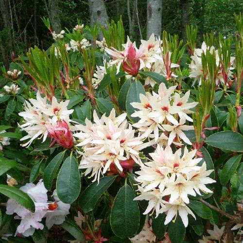 Rhododendron 'Sparkling Stars' in the Rhododendrons Database - Garden.org