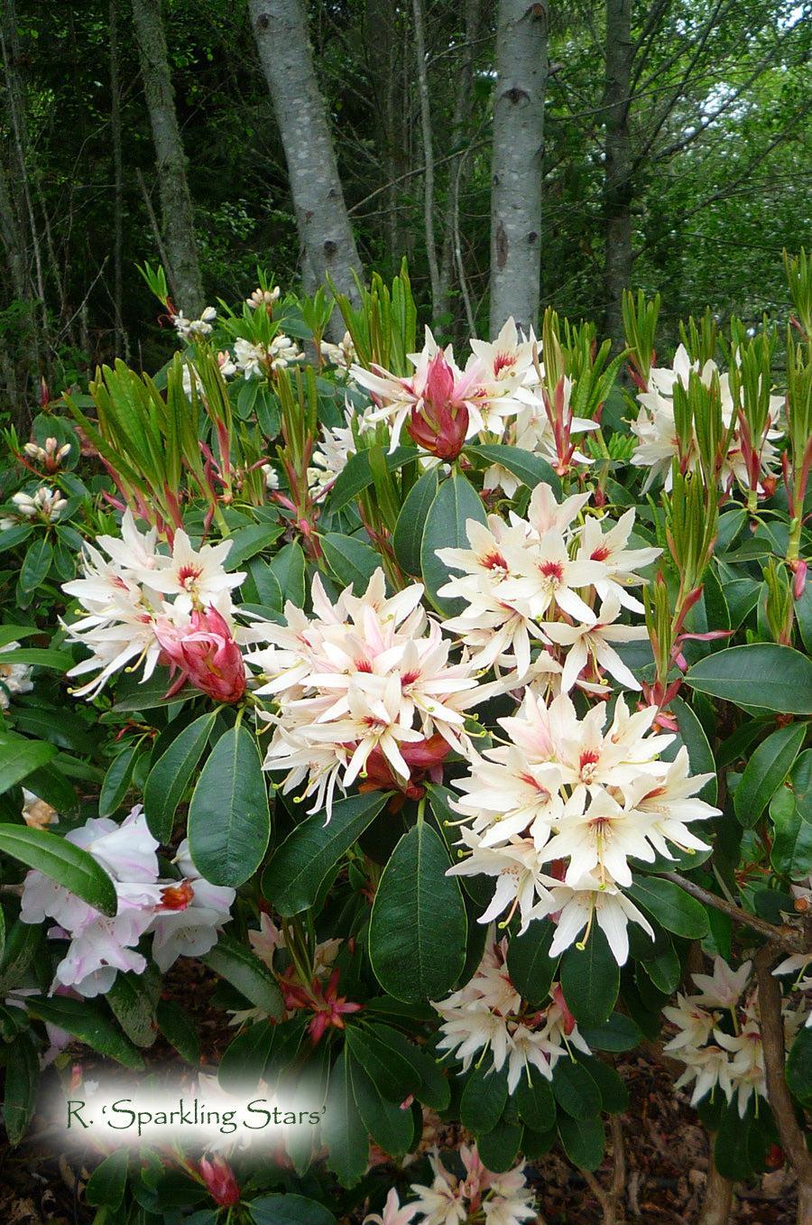 Photo of the entire plant of Rhododendron 'Sparkling Stars' posted by ...