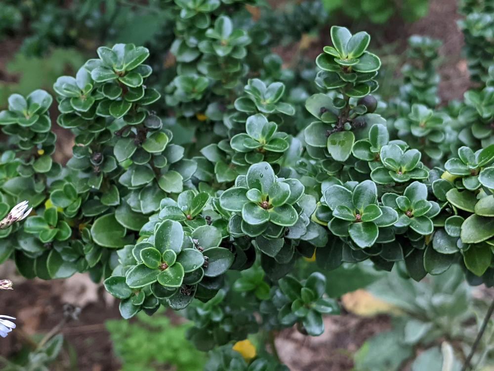 Photo of the leaves of Japanese Holly (Ilex crenata 'Dwarf Pagoda ...