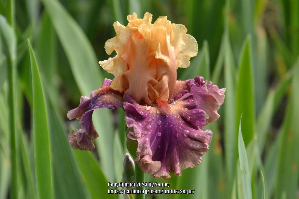 Photo of the bloom of Tall Bearded Iris (Iris 'Taffeta Tantrum') posted by Serjio - Garden.org
